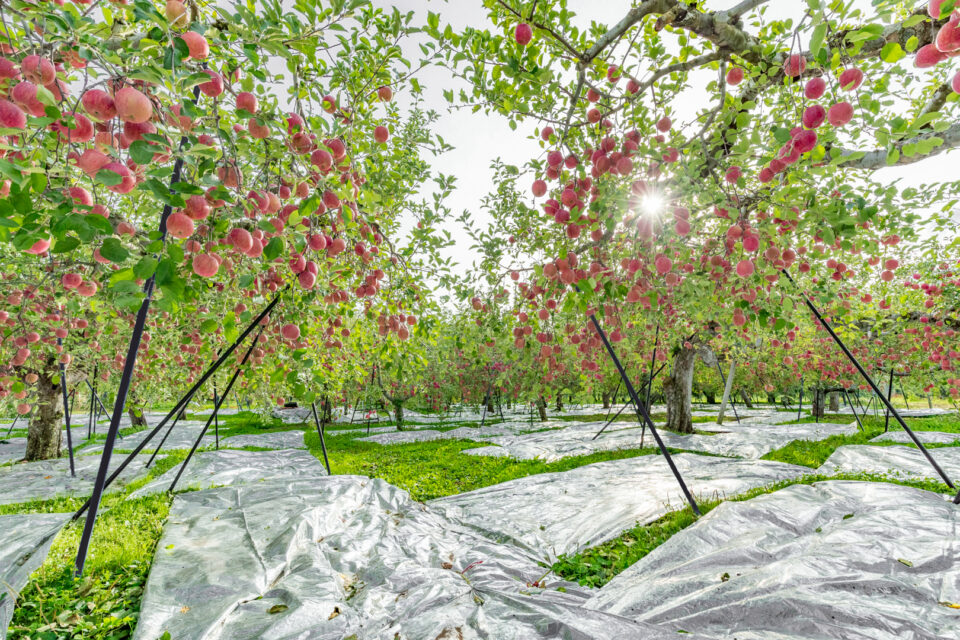 Aomori Apples: How Aomori Became Japan's Apple Capital and Where to ...