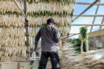 What is Takuan? Japan's Ubiquitous Pickled Daikon Radish and How It's Made