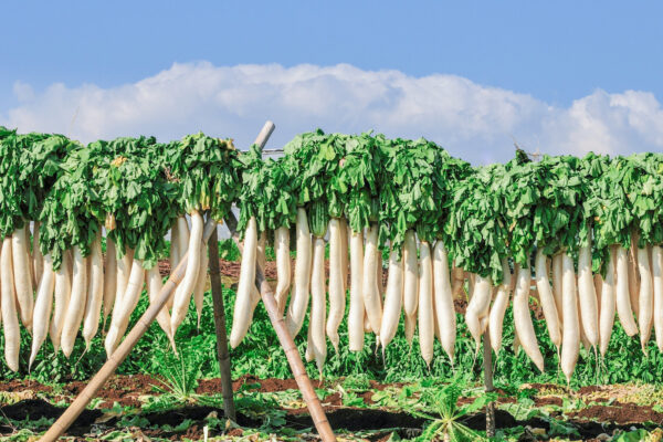 What is Takuan? Japan's Ubiquitous Pickled Daikon Radish and How It's Made